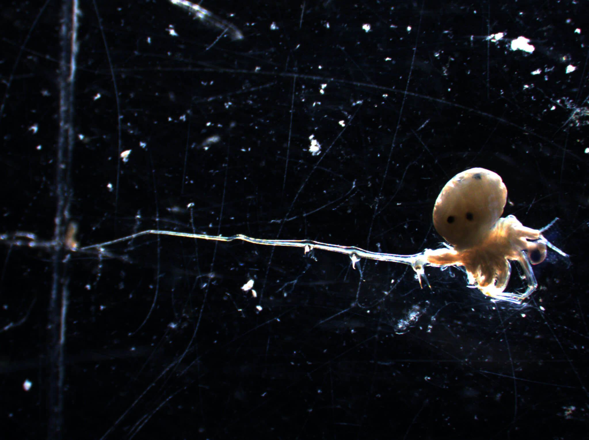 Daphnia & Spiny Water Flea - Clean Lakes Alliance