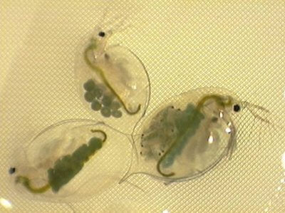 Invasive Species Highlight: Spiny Water Flea - Clean Lakes Alliance