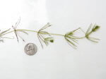Aquatic Plants - Clean Lakes Alliance