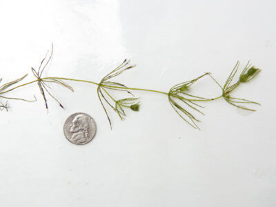 Aquatic Plants - Clean Lakes Alliance