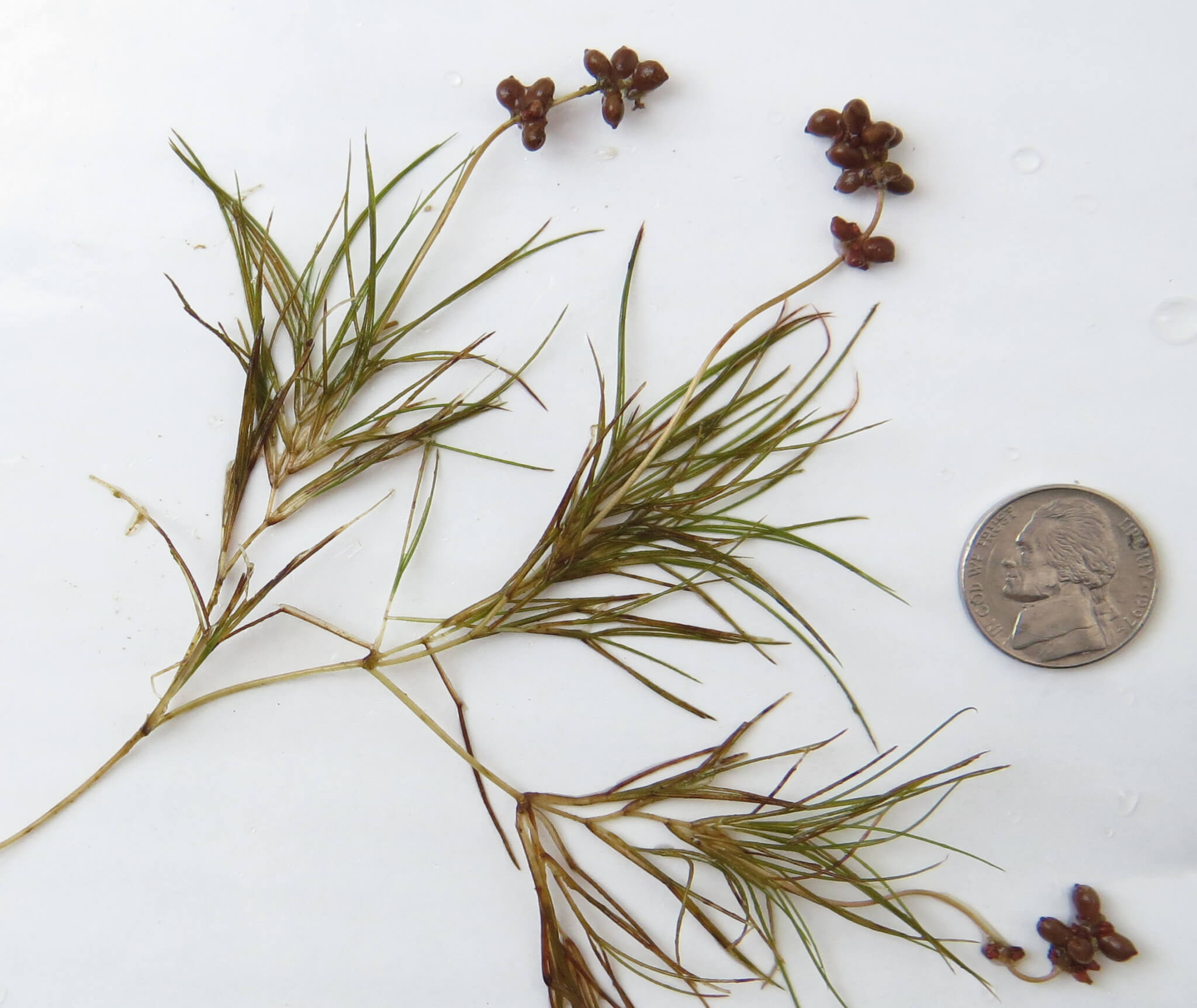Aquatic Plants - Clean Lakes Alliance
