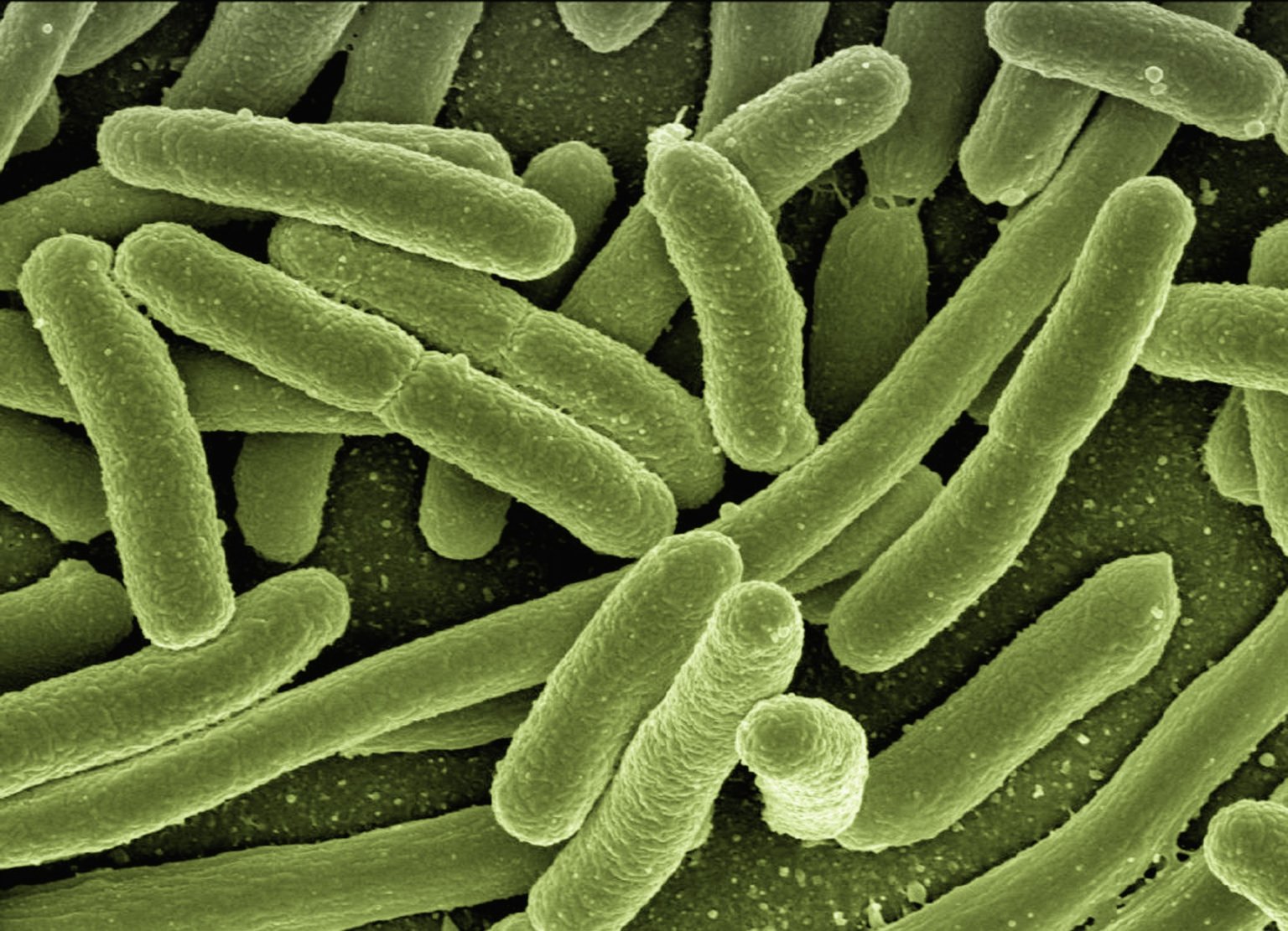 Bacteria and Our Beaches - Clean Lakes Alliance